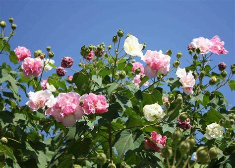 木芙蓉园林用途 木芙蓉 大山谷图库