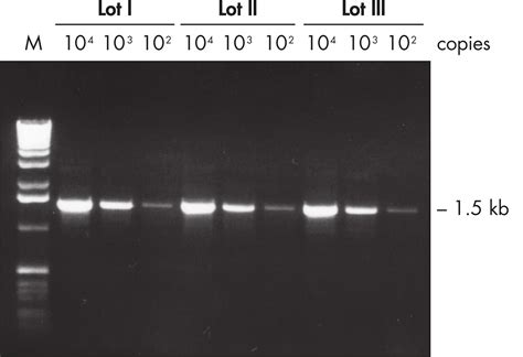 Taq DNA Polymerase