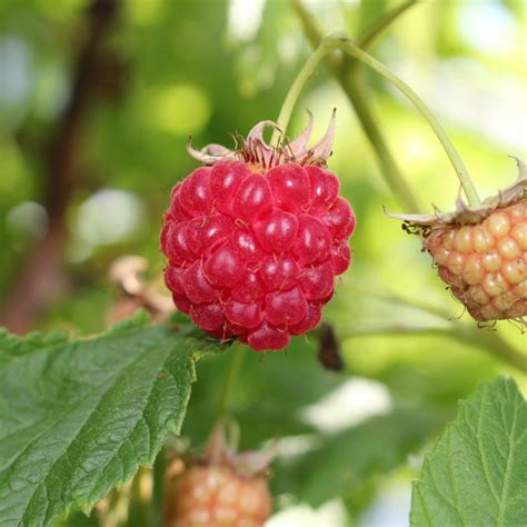 Polana Everbearing Raspberry Plant Stark Bros