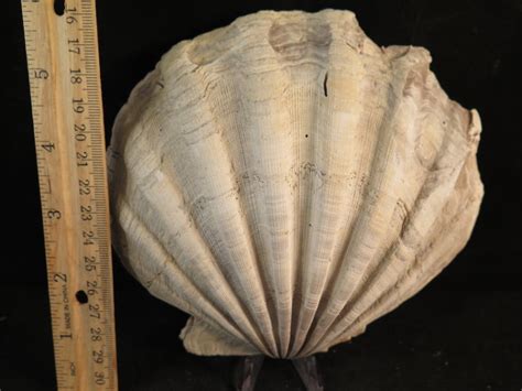 Fossil Shells For Sale