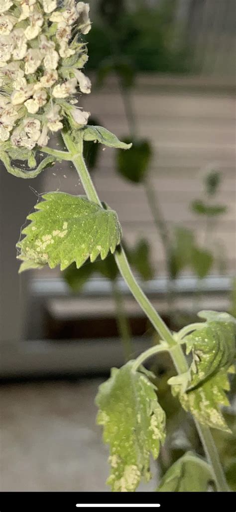 Catnip Plant Has Webs With What Looks Like Super Tiny Brown Spiders Also The Leaves Have White