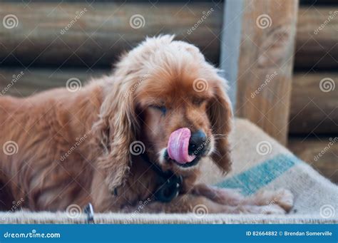 Cocker Spaniel Que Lo Lame Nariz Del ` S Foto De Archivo Imagen De
