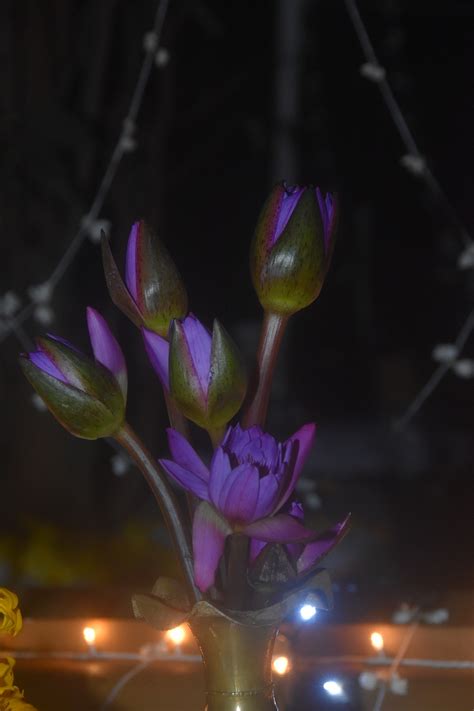 Bunga Lili Air Biru Kuncup Lily Foto Gratis Di Pixabay Pixabay