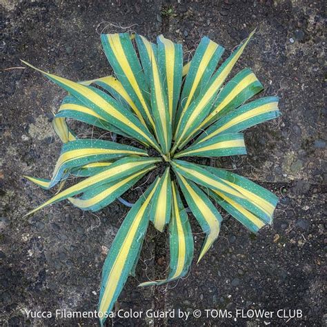 Yucca Filamentosa Color Guard Winterharte Garten Yucca Neu Und
