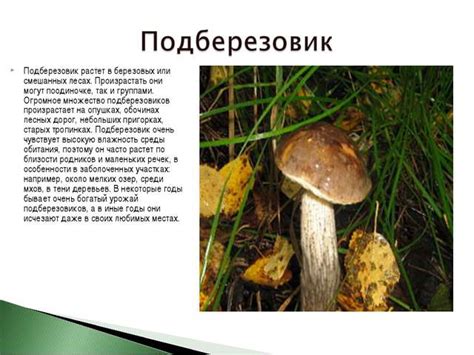 Картинки грибы съедобные и несъедобные 48 шт