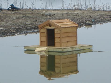 How To Make A Floating Duck House Floating Duck House And Shelter
