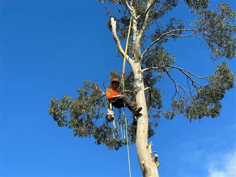 Expert Crown Lifting Services Enhance Tree Health And Clearance