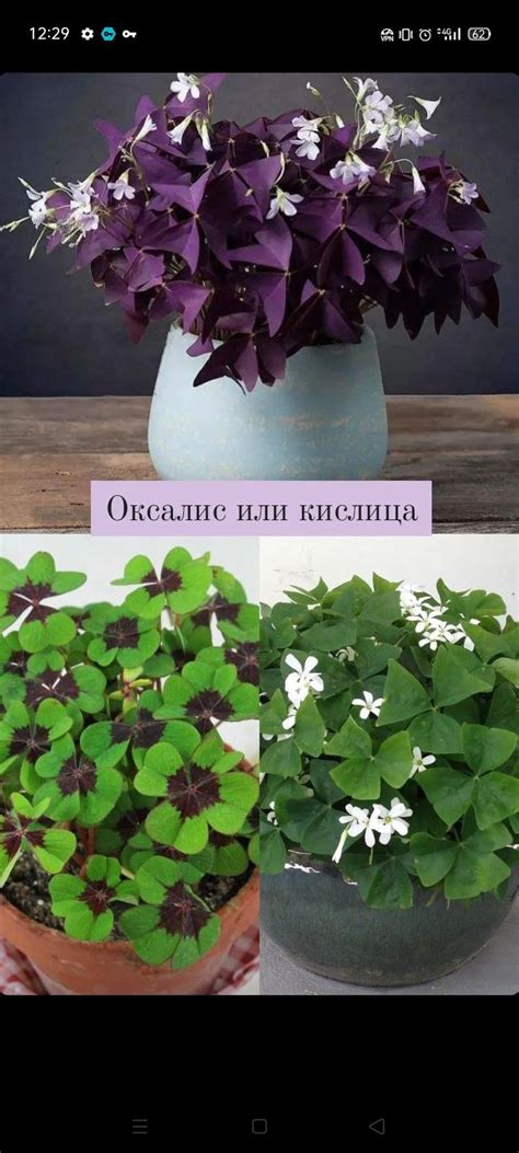 Комнатное растение Растения Комнатные растения