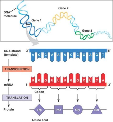 Diagram Of The Process Of Translation Flow Chart Of Process