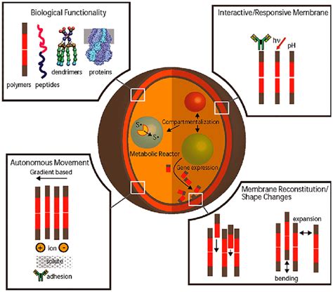 Protocell Designed To Mimic A Biological Cell Download Scientific Protocell Designed To Mimic A Biological Cell Download Scientific
