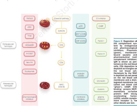Figure 2 From Complement Inhibitors To Treat Igm Mediated Autoimmune
