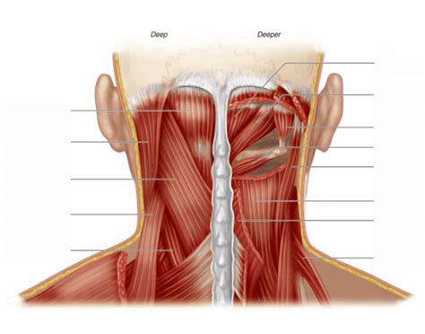 Neck Muscles Deep Quiz