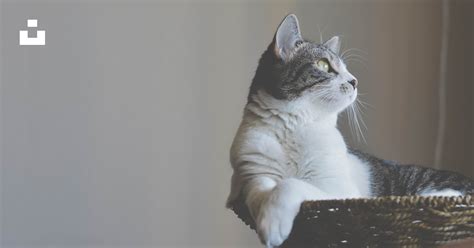 바구니에 앉아있는 흰색과 검은 색 고양이 사진 Unsplash의 무료 고양이 이미지