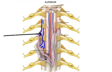 Biol 1191 Chapter 13 Spinal Cord And Spinal Nerves Flashcards Quizlet