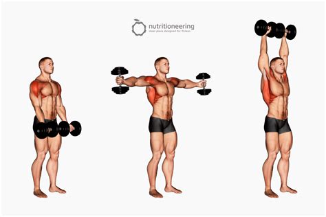 Lateral Deltoid Exercises Standing Around The Worlds Deltoid Workout Deltoids Shoulder Workout