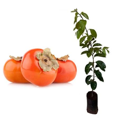Muda De Caqui Rama Forte 50 A 80cm Amk Plantas Online Amk