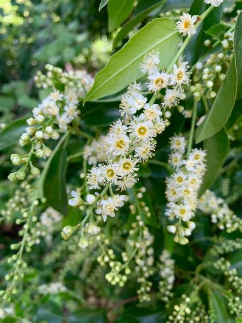 Prunus Ilicifolia Ssp Lyonii Tropical Looking Plants Other Than