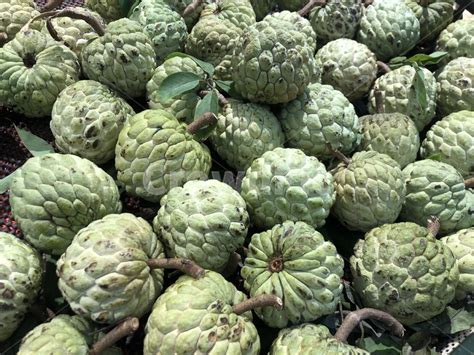 열대과일 체리모야 슈가애플 가시여지 아노나 사진이미지일러스트캘리그라피 Ujinn작가