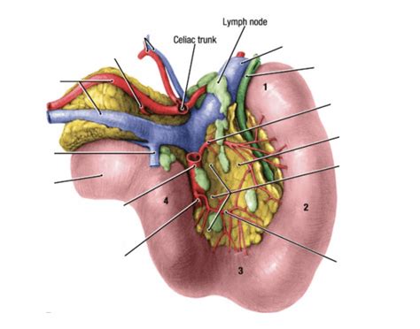 Pancreas And Duodenum Vasculature Quiz