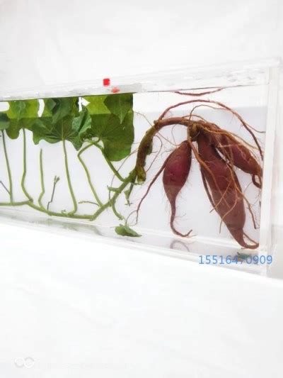 植物保色浸制标本 河南正谦教学设备有限公司官方网站