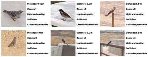 Integration Of Yolov8 Small And Mobilenet V3 Large For Efficient Bird