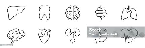 인간의 내부 장기 해부학 라인 아이콘 세트입니다 간 치아 뇌 위 심장 폐 비뇨기 계통 장 선형 픽토그램 건강 관리 기호 편집 가능한 획 고립된 벡터 그림 심장에 대한 스톡
