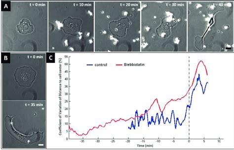2 Cell Edge Dynamics Of Blebbistatin Treated Cells The Cells Were Download Scientific Diagram