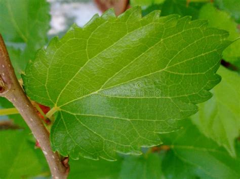 Leaf Mulberry Tree Green Serrated Edge Abnormally Shaped Downy On Underside Upper Surface