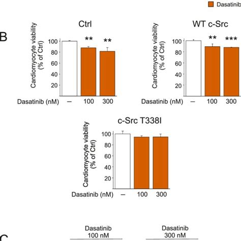 Analysis For Target Of Dasatinib In Cardiomyocytes A Neonatal Rat Download Scientific Diagram