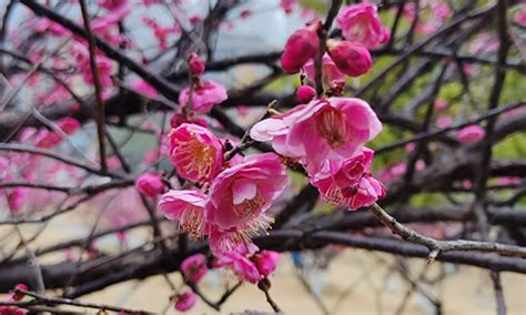 Elusive是什么意思elusive的翻译elusive的解释elusive怎么读elusive的音标elusive的发音elusive的近义词elusive的翻译微语录