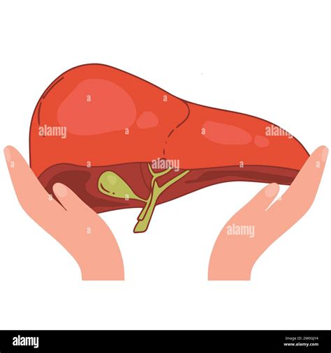 Realistic Liver Anatomy Structure Vector Hepatic System Organ Digestive Gallbladder Organ