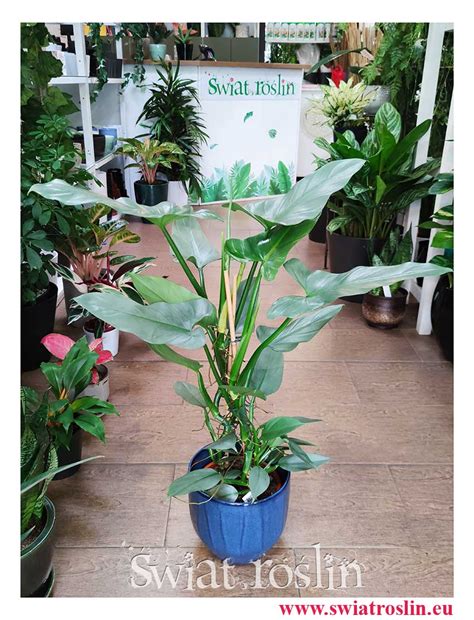 Philodendron ‘Silver Queen’ Filodendron, Świat Roślin sklep z roślinami