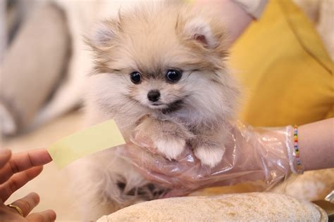 싸개싸개 무료강아지분양사이트