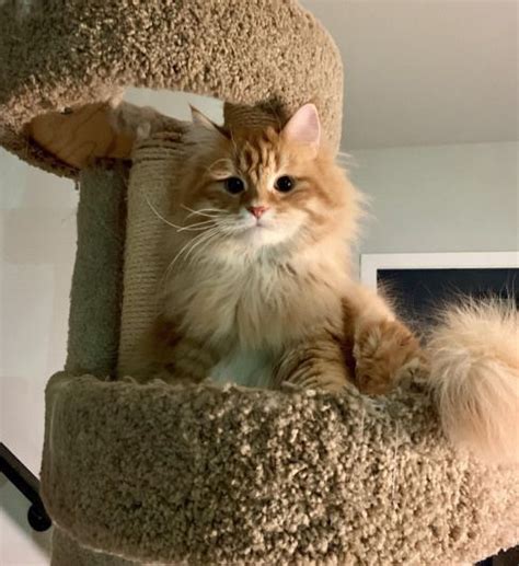 Ginger Ragdoll Cat