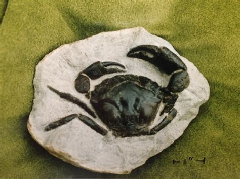 Wa Fossil Collection Page 5 Member Collections The Fossil Forum