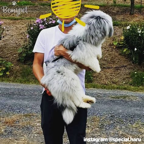 말티즈시베리안 허스키 말스키에 대해 알아보자 비마이펫