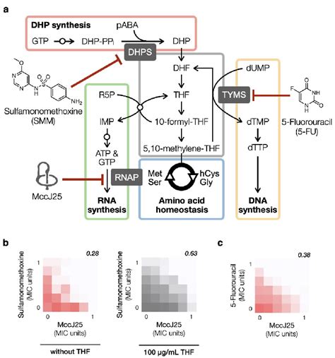 A The Folate Pathway Is Connected To Many Other Pathways Critical To Download Scientific