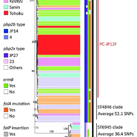 Recombination Free Maximum Likelihood Tree Of Streptococcus Pneumoniae Download Scientific