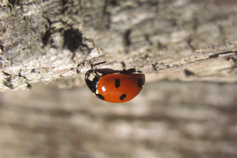 Brown Ladybug Spiritual Meaning And Symbolism 11 Omens
