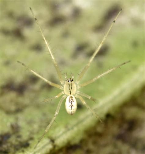 Juvenile Hammock Spider Pityohyphantes Costatus Bugguide Net