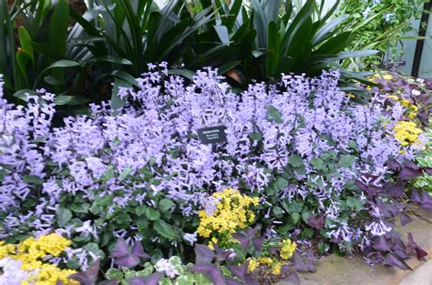 Plectranthus Velvet Elvis Care