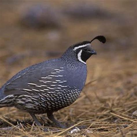 What Do Nevada Quails Eat Diy Seattle