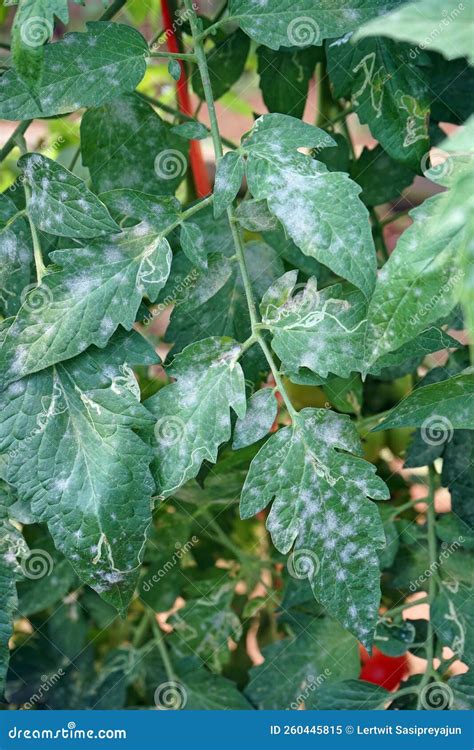 Powdery Mildew Disease Symptom On Tomato Leaf Stock Image Image Of