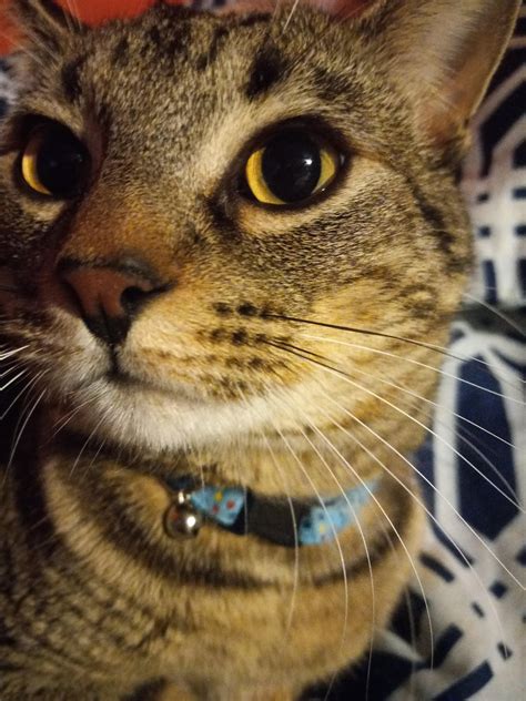 Standard Issue Cat R Standardissuecat