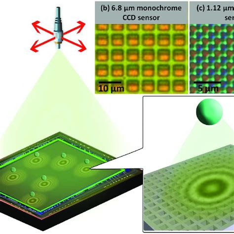 Lensfree On Chip Microscopy Setup A Shows A Schematic Of The Download Scientific Diagram