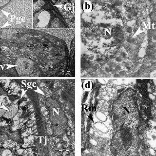 Light Micrograph Of A Longitudinal Section Through The Feeding Download Scientific Diagram