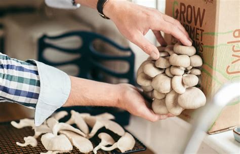 How To Pasteurize Mushroom Substrate 5 Easiest Methods Grocycle