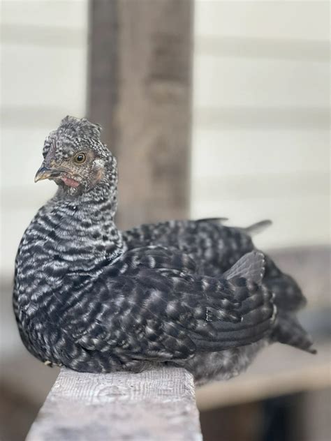 Silkie Bantam Barred Rock Mix Album On Imgur