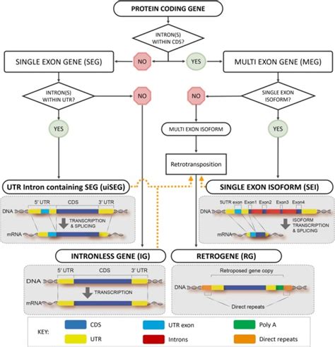 Improved Ontology For Eukaryotic Single Exon Coding Sequences In