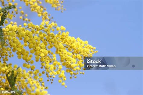 Lebah Madu Apis Nama Latin Mellifera Mengumpulkan Serbuk Sari Pada